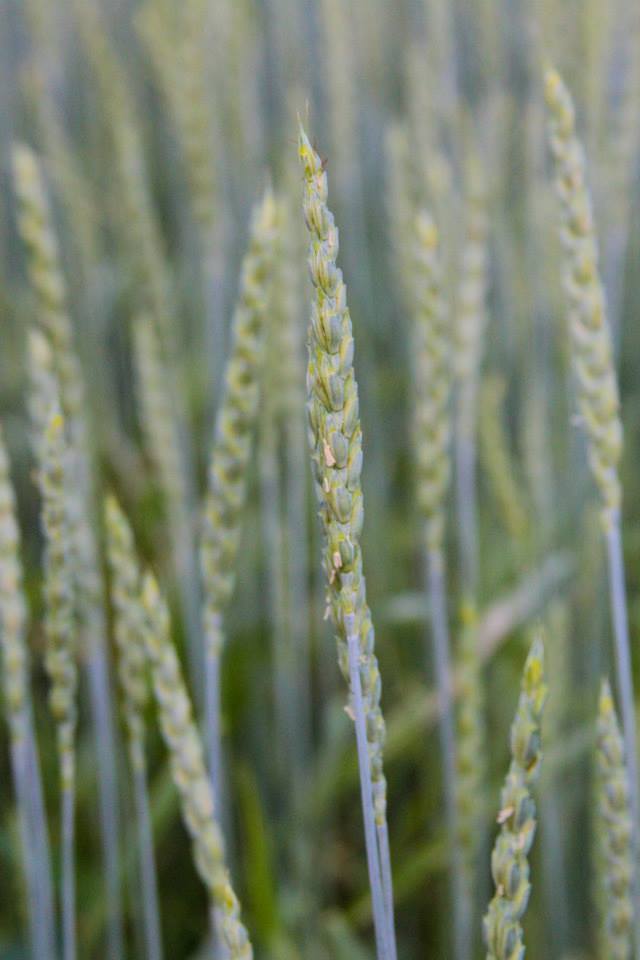 Spelt: A Brief History – Small Valley Milling