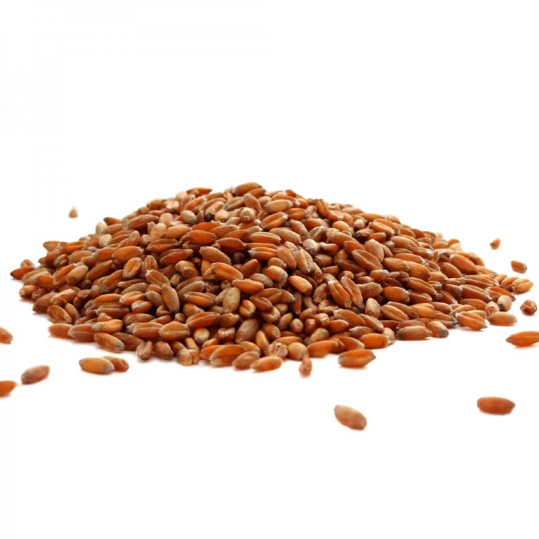 Organic Hard Red Wheat Kernels – Small Valley Milling